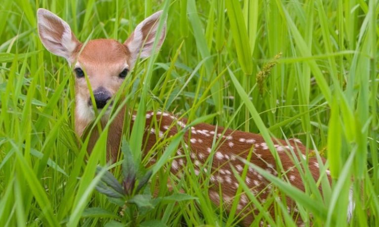 Cosa fare con un animale selvatico: consigli utili e pratici