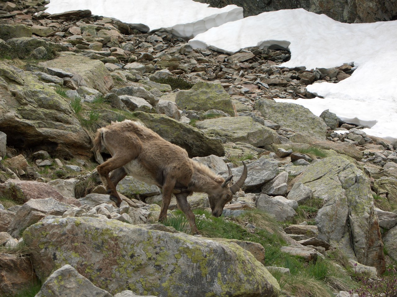 Proteggere capre di montagna: cosa sta facendo una cittadina in Turchia ...